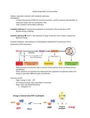 Understanding Cellular Respiration & Metabolic Pathways | Course Hero