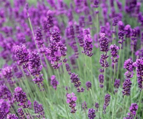 Best Lavender Varieties 14 Fragrant Picks For Every Garden Homes And Gardens