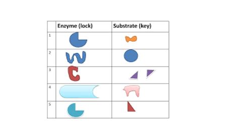 Enzyme Reactions Temperature PH And Graphs Explained