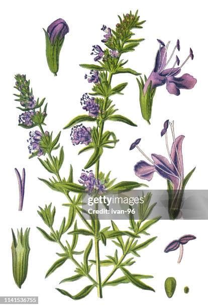 Hyssop Leaf Photos And Premium High Res Pictures Getty Images
