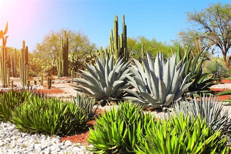 Agave Plant Varieties Learn About Types Of Agave For The Garden