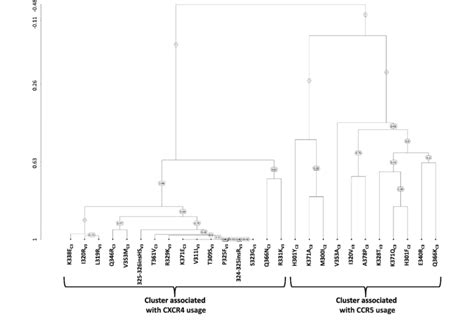 Clusters Of Correlated Mutations Dendrogram Obtained From Average