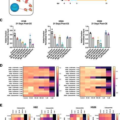 In Vitro Evaluation Of Pan Fgfr Inhibitors In Preventing Recurrence