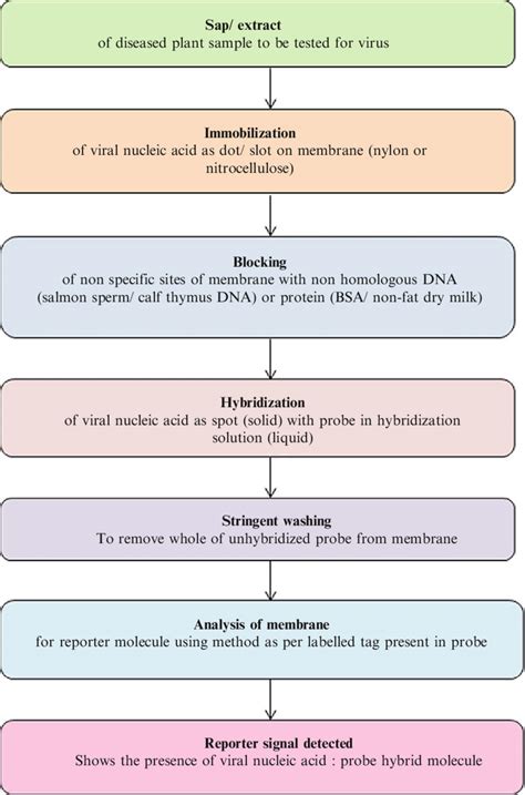 14 Flow Chart Depicting Steps Of Dotslot Blot Hybridization Assay