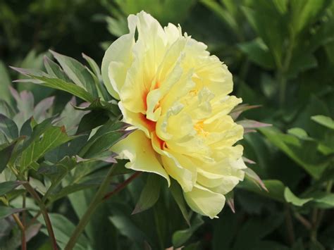 Piwonia Itoh Bartzella Drzewiasta Internetowy Sklep Ogrodniczy