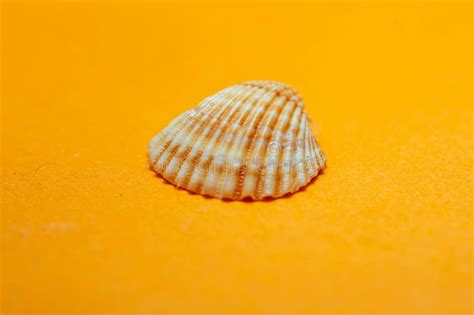 Photograph Of Shell Details With Uniform Background Stock Image Image Of Uniform Details