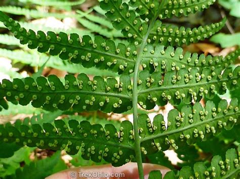 Basic Fern Identification Trekohio Plant Leaves Wood Fern Ferns