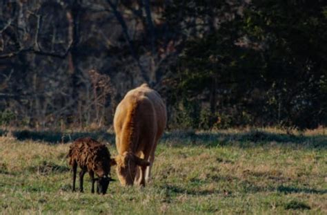 Hukum Orang Yang Menjagal Sapi Atau Kambing Tapi Tidak Sholat Meci