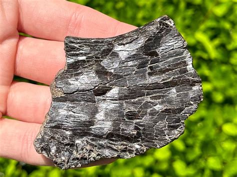 Xiphactinus Fossil Fish Bone Texas Cretaceous Age Ozan Formation Etsy