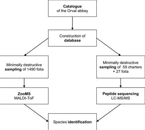 workflow describing the steps followed for the generation of this