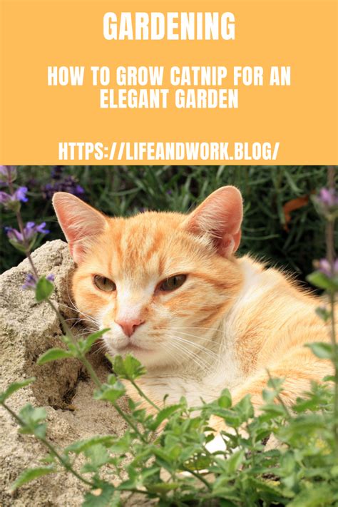 Growing Catnip Tips For A Flourishing Garden Herb