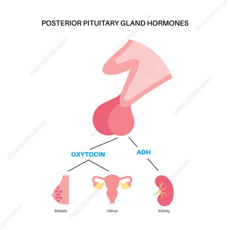 Hormones Produce By Pituitary Gland At Inez Smith Blog