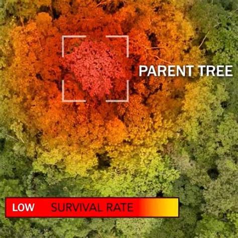 Seed Dispersal In Tropical Forests