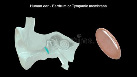 Human Ear Inner Ear Parts Eardrum Stock Illustration Illustration