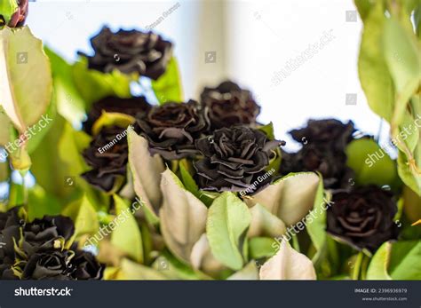 Natural Black Rose Turkey