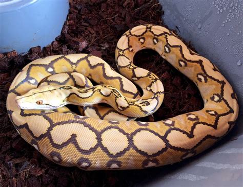 Pin By Steven Ardianto On Python Andboa Reticulated Python Reptiles