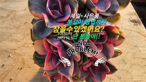 2023년 12월5일多肉植物국민다육 방문구매3개5000원선녀와나무꽃화분다육신상안내다육금화분택배다육택배다육이다육식물인천다육多肉植物 Youtube