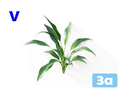 Tree Sketchup Model High Quality 3d Design