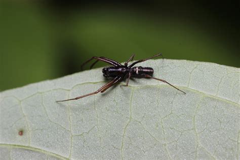 Unidentified Spider In Devon Alberta Canada