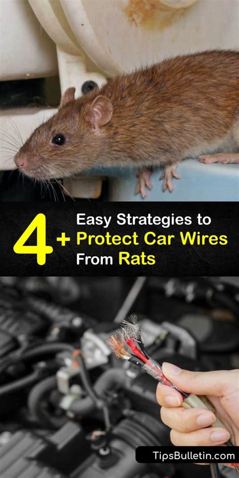 Repelling Rats Easy Tips To Keep Rats From Eating Car Wires