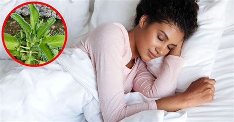 9 Surprising Health Benefits Of Goosegrass You Need To Know