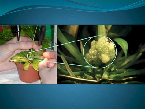 Pptx Agrobacterium Mediated Transformation In Rice Dokumentips