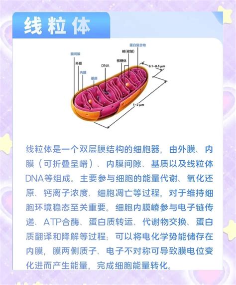 线粒体研究：探索细胞能量的奥秘