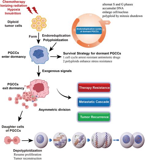 Dormant Cancer Cells And Polyploid Giant Cancer Cells The Roots Of Cancer Recurrence And