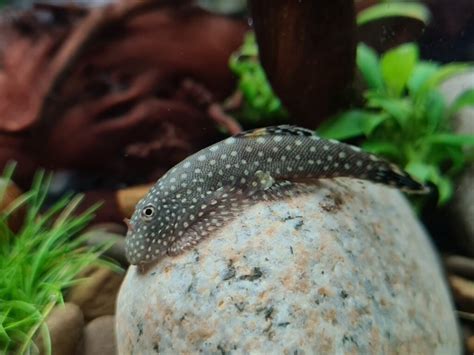 Hillstream Loach Care Guide Tank Mates Size Breeding And More The