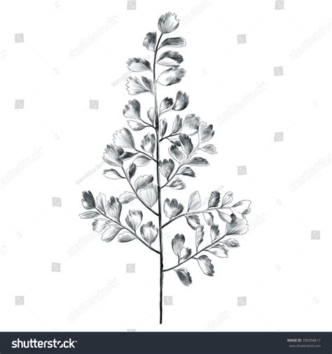 Branch Grass Sketch Vector Graphics Monochrome เวกเตอร์สต็อก ปลอดค่า