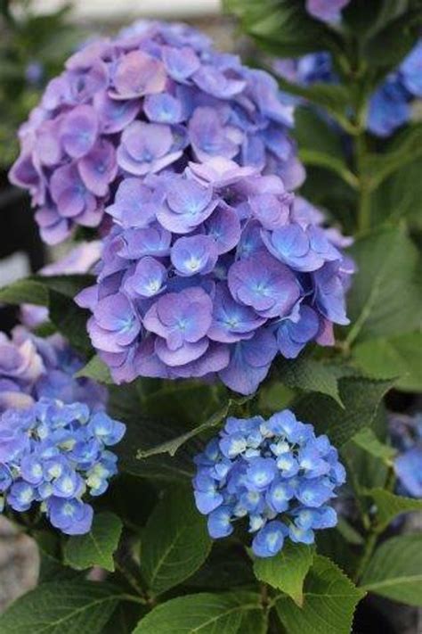 Hydrangea Macrophylla Blue Danube Devil Mountain Wholesale Nursery