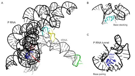 The Rnase P For Everyone