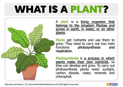 Plants Organism