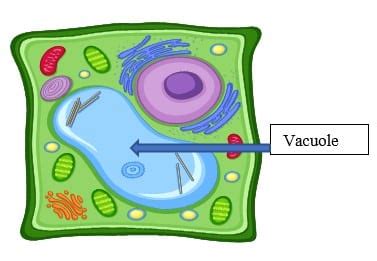Function Of A Vacuole In A Plant Cell Smore Science
