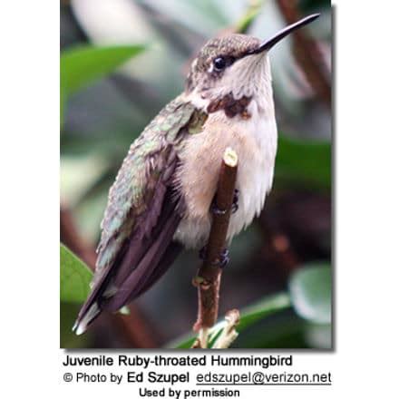 Ruby Throated Hummingbird Migration Earth Life