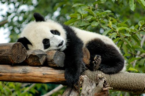 Discovering NumPy And Pandas