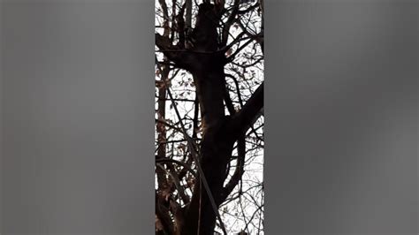 딱따구리 Youtube