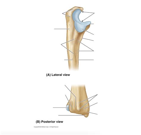 A Proximal End Of Ulna B Distal End Of Radius Diagram Quizlet