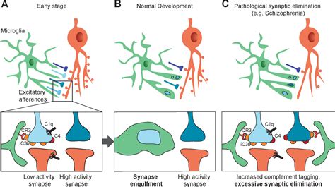 Frontiers Emerging Roles Of Complement In Psychiatric Disorders