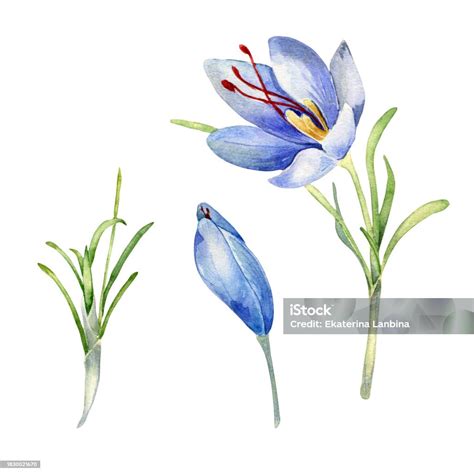 수채화 그림 세트 꽃 크로커스 와 새싹 절연 통하고 있는 백색 배경 사프란 향신료 식물 예술 손으로 그린 벽 봄 보라색 꽃을 그렸습니다 라벨 패키지 엽서의 디자인 요소 0