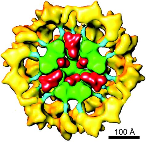 Pyruvate Dehydrogenase Structure