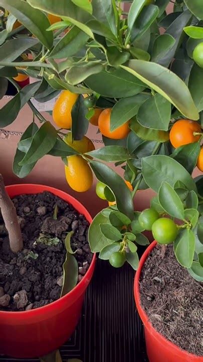 شجر البرتقال الصغير Youtube