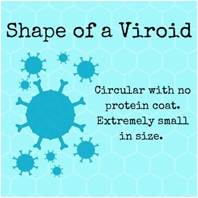 Viruses And Viroids Is There A Difference Verne Bio
