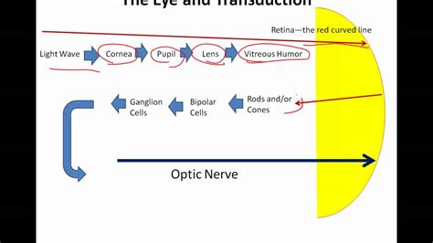 Transduction Psychology