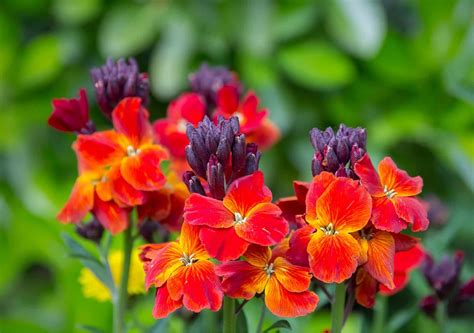 Our Top 10 Plants For Dry Soil Tates Of Sussex