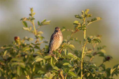 One Female Linnet Sits On A Branch In A Garden Stock Photo Image Of Natural Beautiful