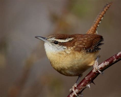 Jenny Wren Bird Sounds