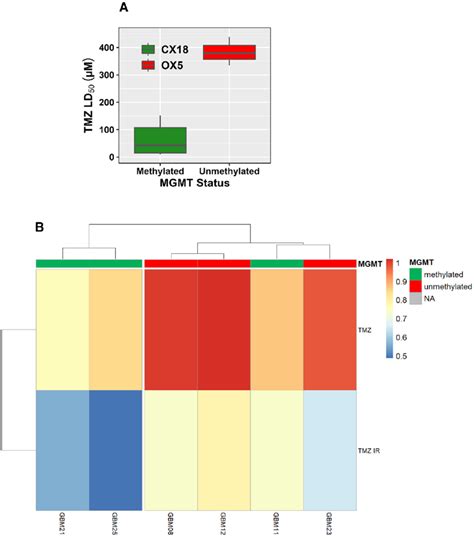 Discrimination Of Mgmt Promoter Methylation Status Within Primary Gscs Download Scientific