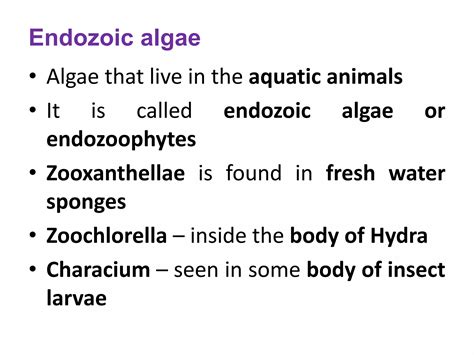 Algae Pptx
