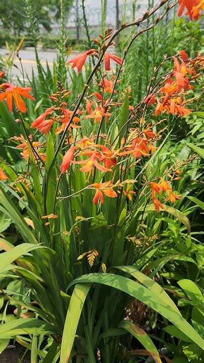 시원스런 잎과 상큼한 예쁜 꽃 애기범부채 크로커스미아 야생화 야생화뜰식물원 안성훈 화려한인생 Youtube